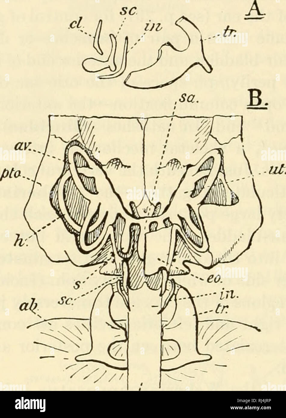 Weberian apparatus hi-res stock photography and images - Alamy