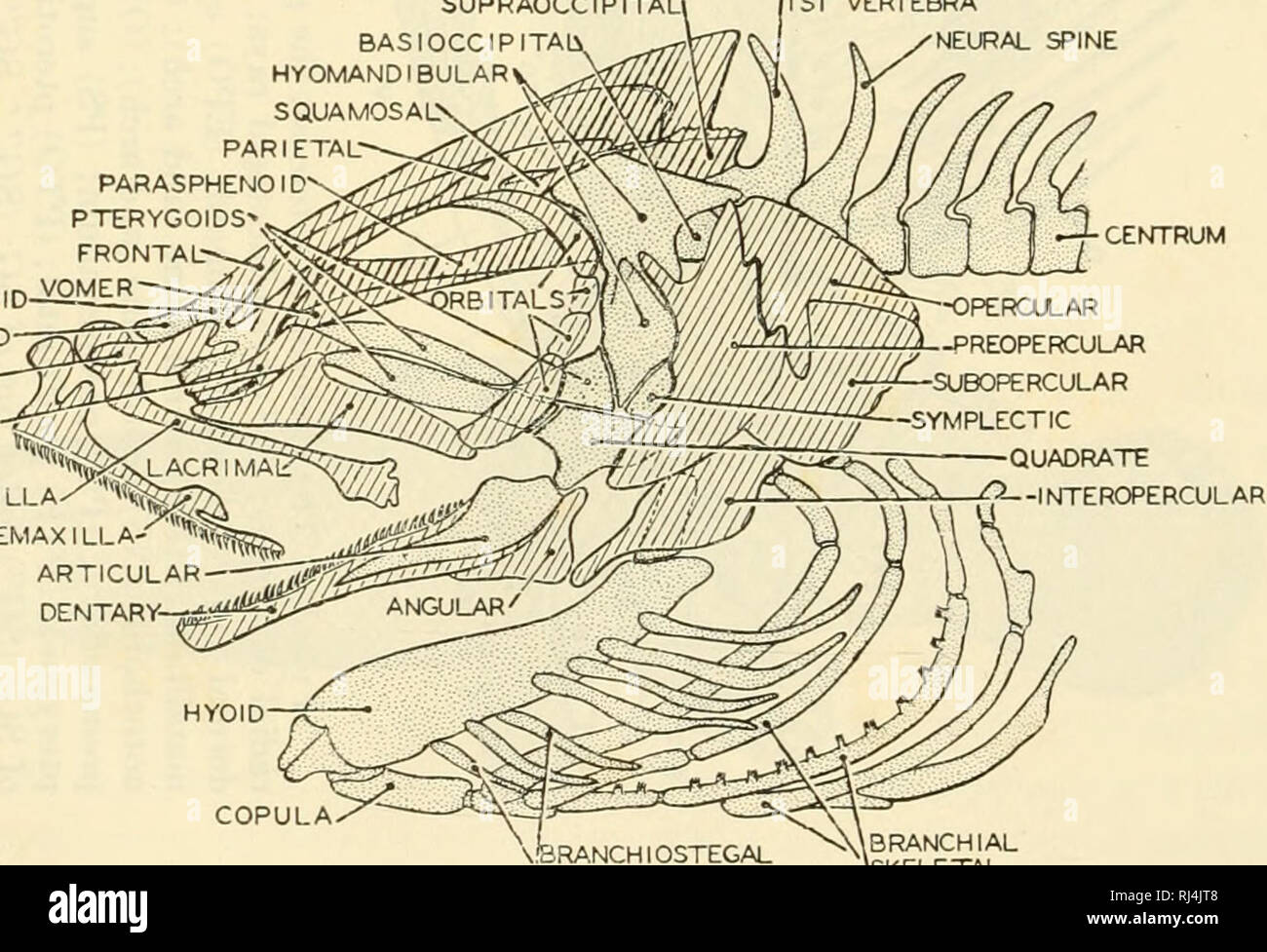Bony Skeleton Fish Stock Photos & Bony Skeleton Fish Stock Images - Alamy