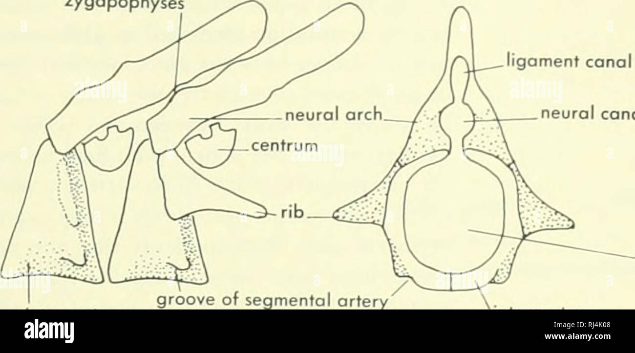 . Chordate morphology. Morphology (Animals); Chordata. zygapophyses ...