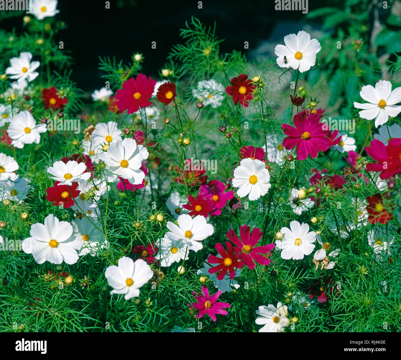 Garten, buntes Sommerblumenbeet, Kosmeen, Schmuckk?rbchen, Cosmos ...