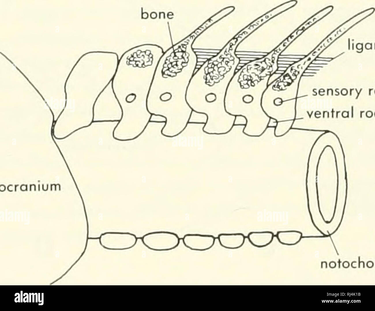. Chordate morphology. Morphology (Animals); Chordata. A B Figure 6-23 ...