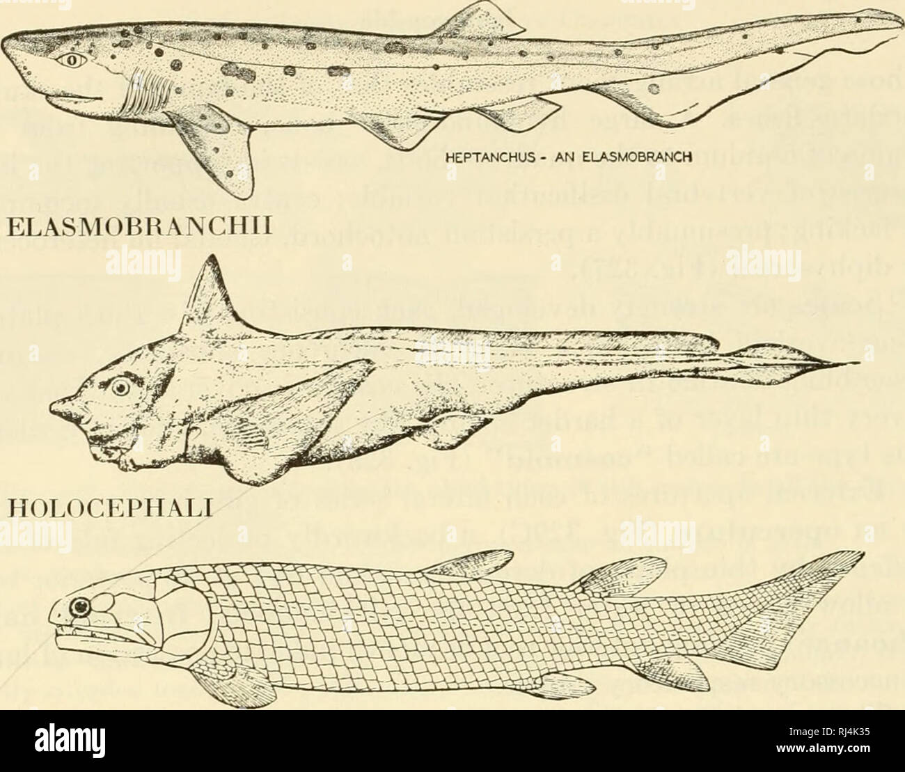 Holocephali hi-res stock photography and images - Alamy