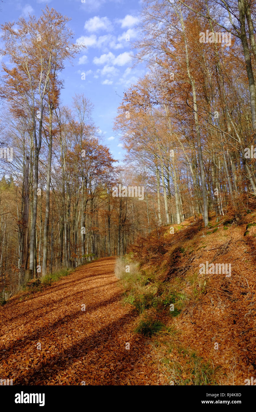 Totholz im wald hi-res stock photography and images - Alamy