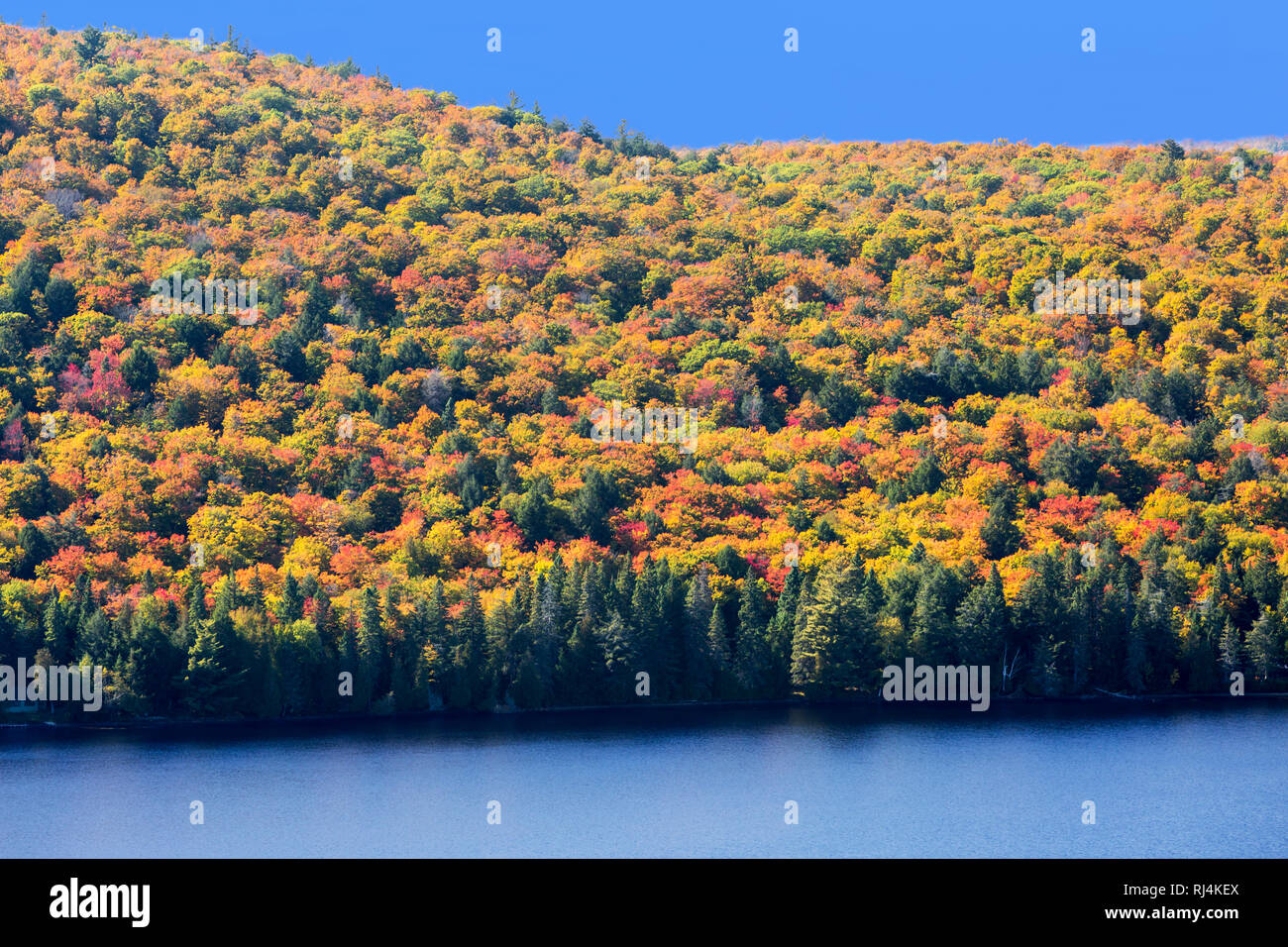North America, Canada, Ontario, Algonquin Provincial Park Stock Photo ...