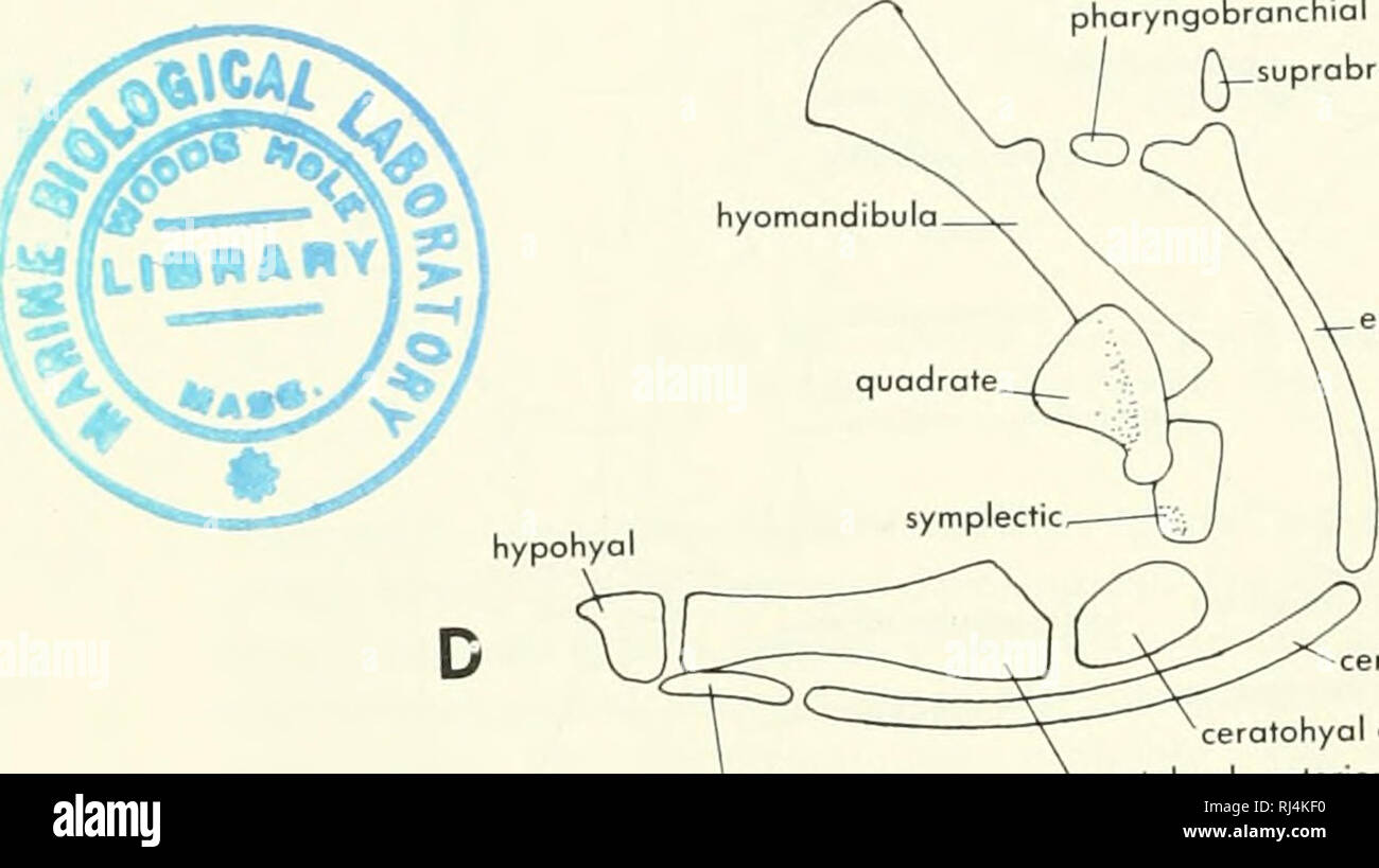 . Chordate morphology. Morphology (Animals); Chordata. lateral ethmoii ...