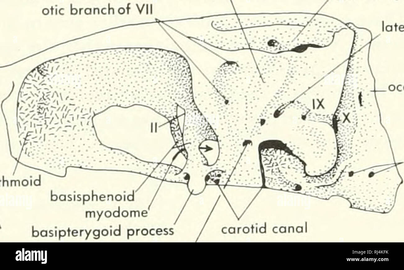 . Chordate morphology. Morphology (Animals); Chordata. hyomandibula ...