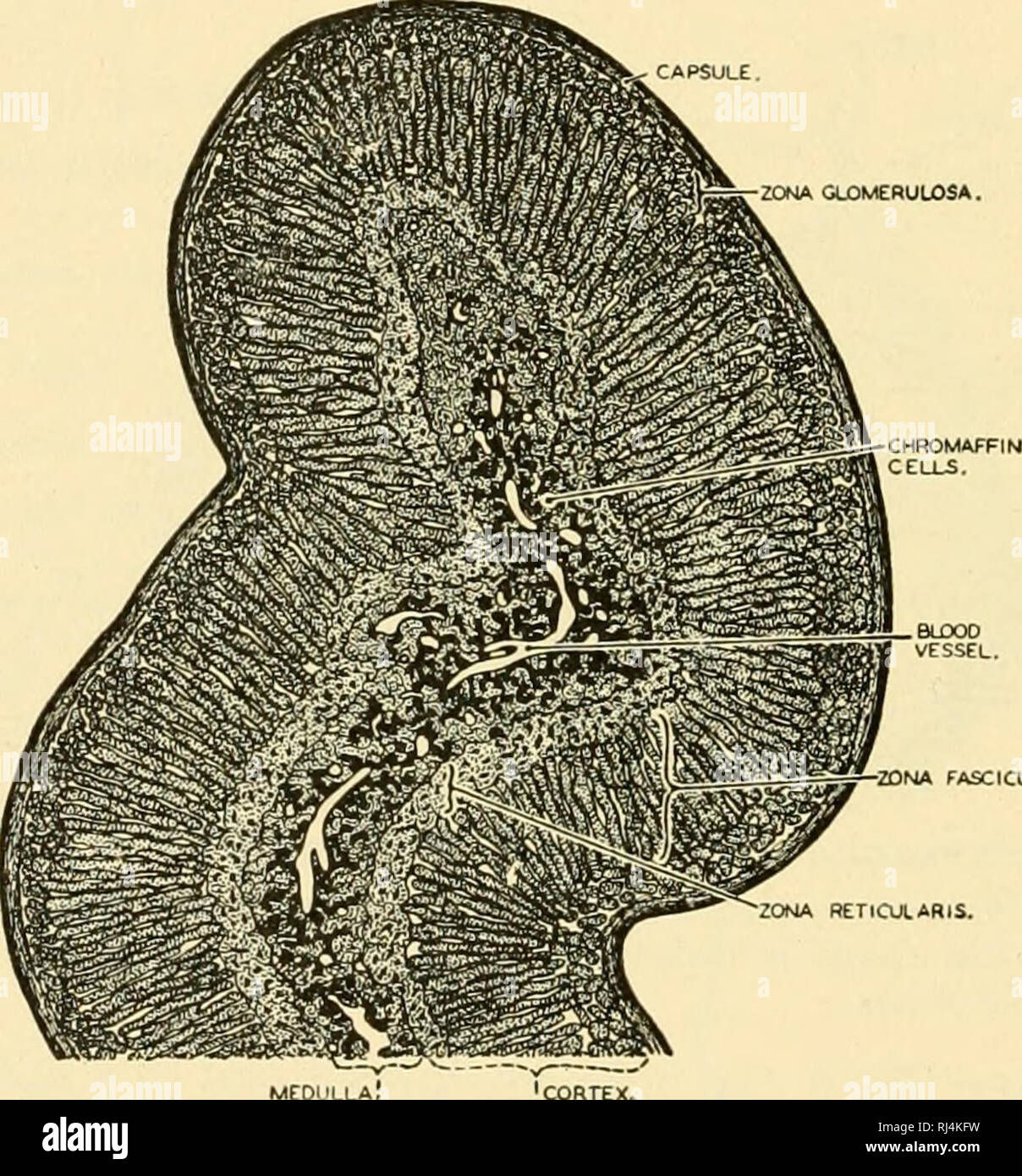 . Chordate anatomy. Chordata; Anatomy, Comparative. 328 CHORDATE ...