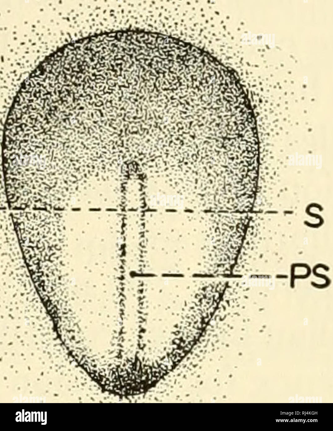 Hedgehog anatomy hi-res stock photography and images - Alamy