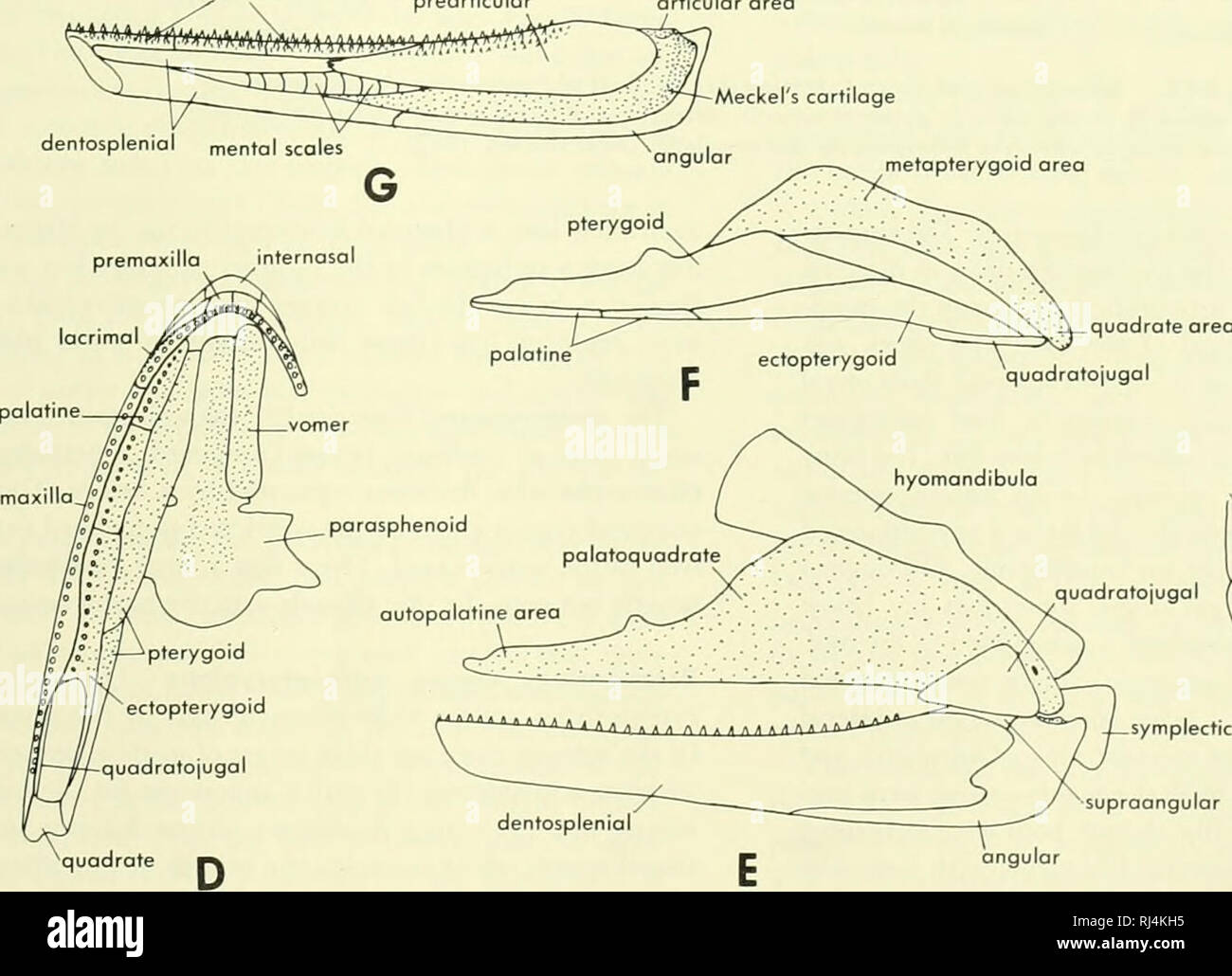 . Chordate morphology. Morphology (Animals); Chordata. internasal ...