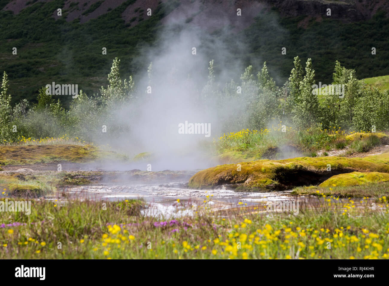 Strokkur Geysir Hot Spring Area, steam erupting from ground, South West ...