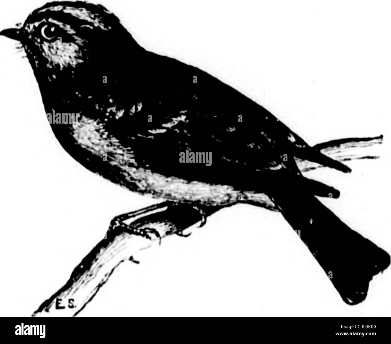 White bars on wings hi-res stock photography and images - Alamy