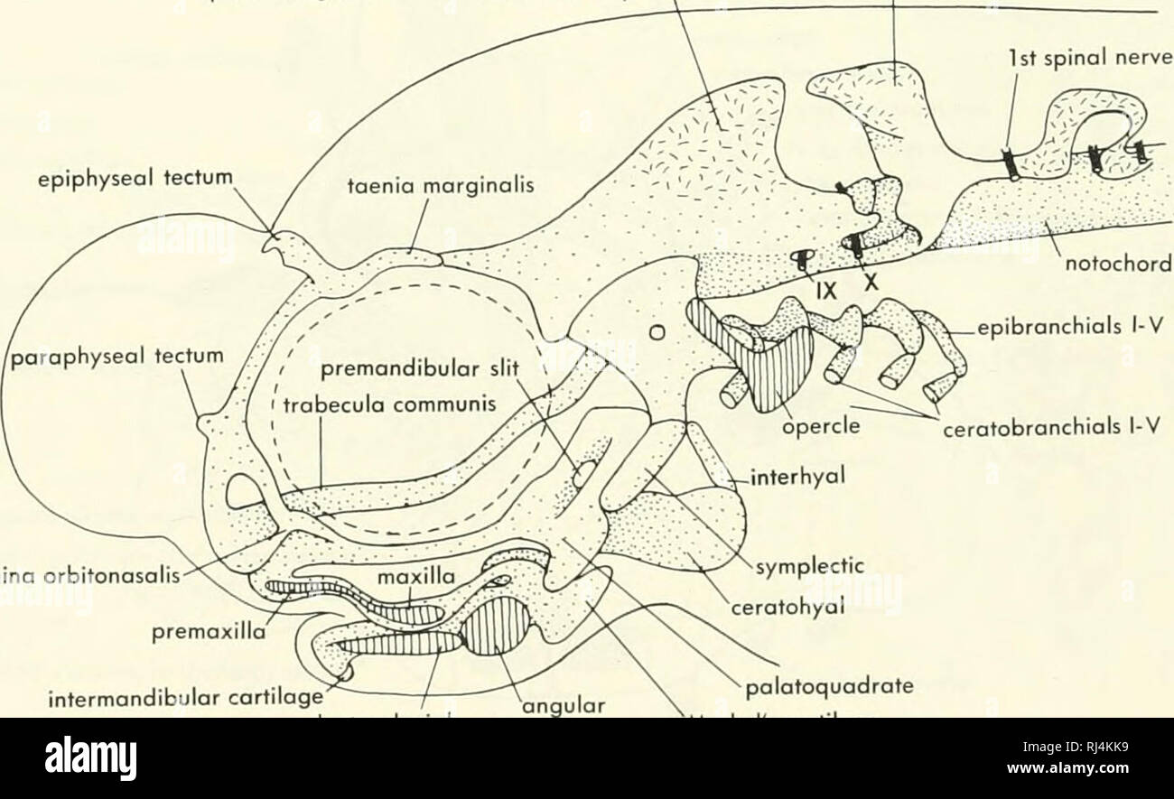 . Chordate morphology. Morphology (Animals); Chordata. postparietol ...