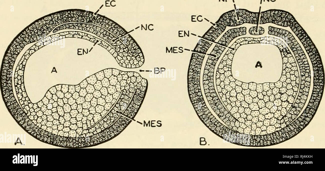 Sections of amphibian anatomy hi-res stock photography and images - Alamy