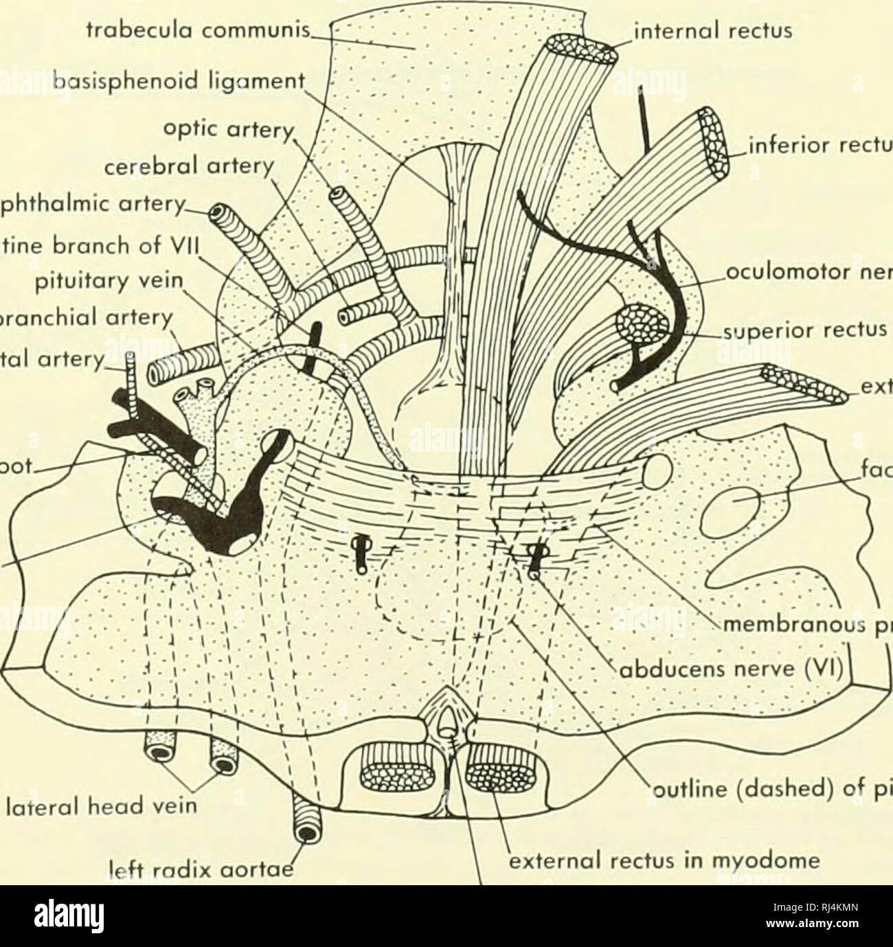 . Chordate morphology. Morphology (Animals); Chordata. eye muscles ...