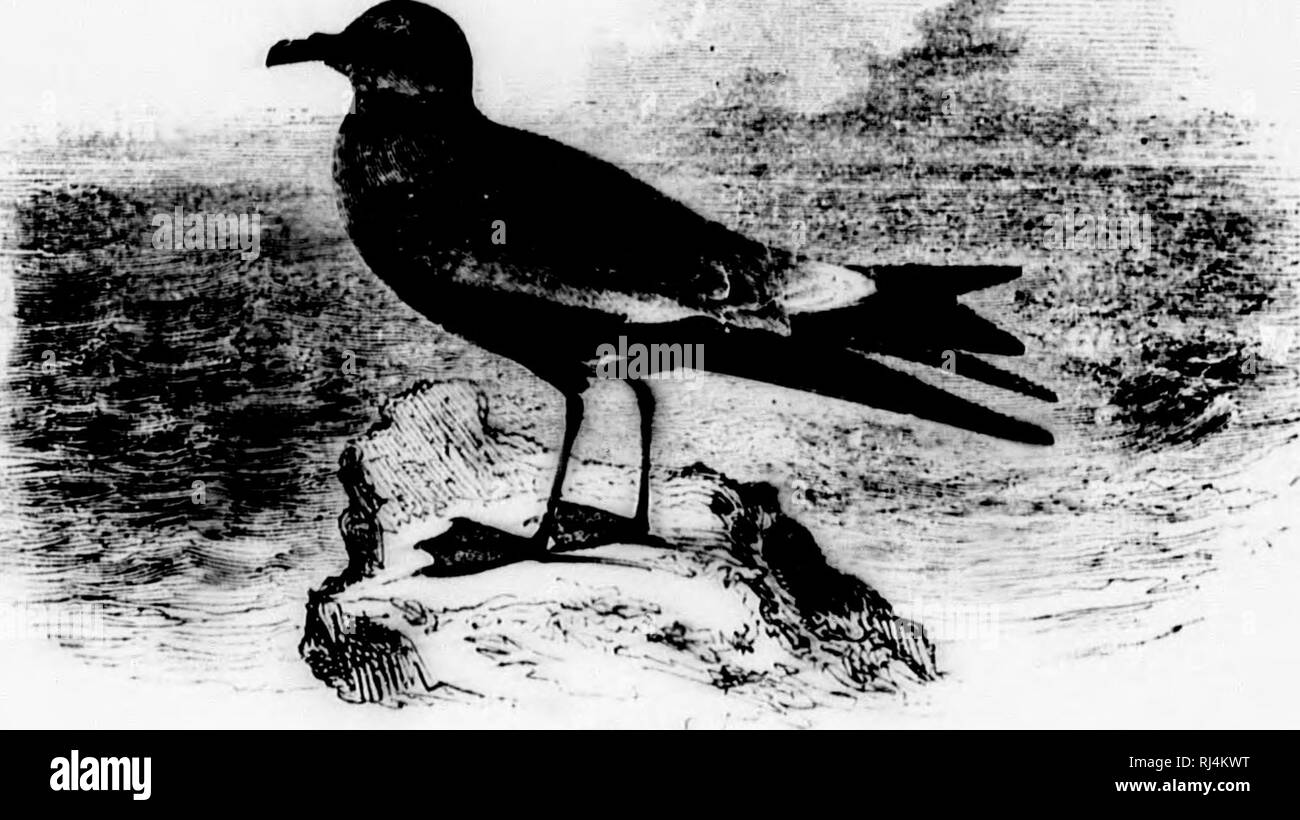 Birds with thin legs Black and White Stock Photos & Images - Alamy