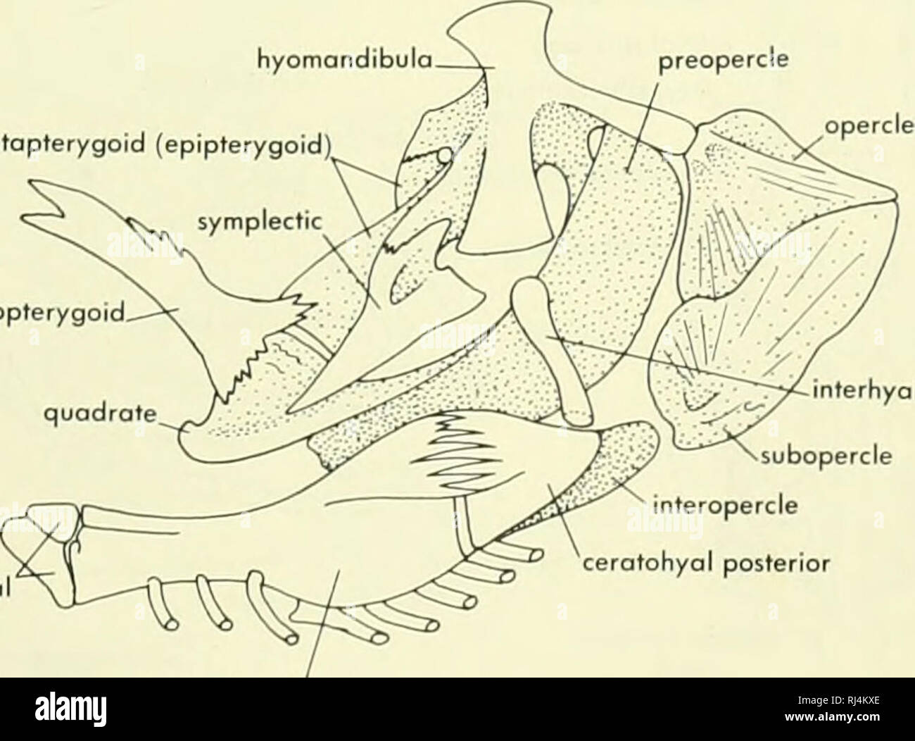 . Chordate morphology. Morphology (Animals); Chordata. intercalare ...