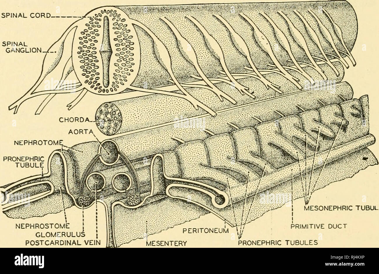 . Chordate anatomy. Chordata; Anatomy, Comparative. 3i6 CHORDATE ...