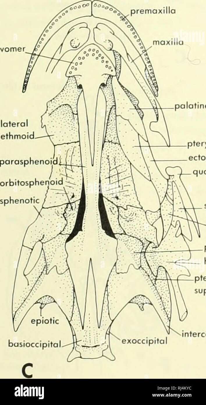 Preopercle hi-res stock photography and images - Alamy