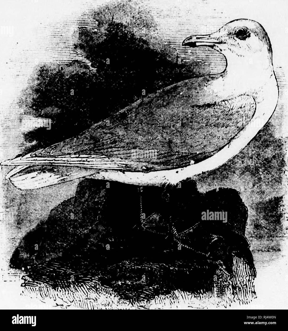 Bright glaucous gray Black and White Stock Photos & Images - Alamy