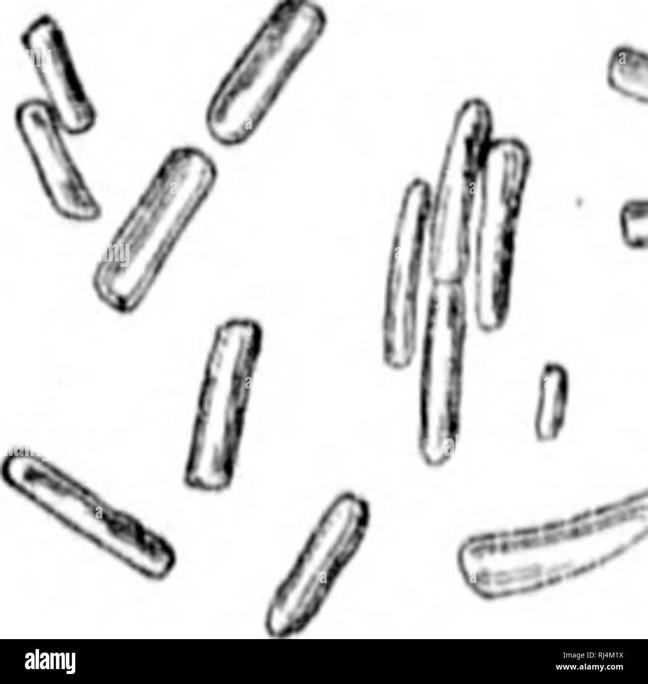 Humus microscope hi-res stock photography and images - Alamy