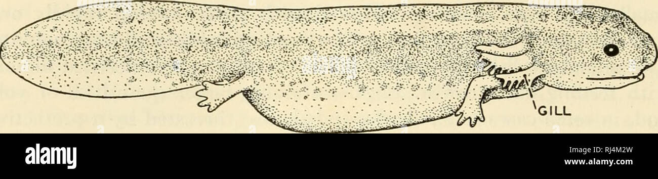 Lives mainly as larva hi-res stock photography and images - Alamy