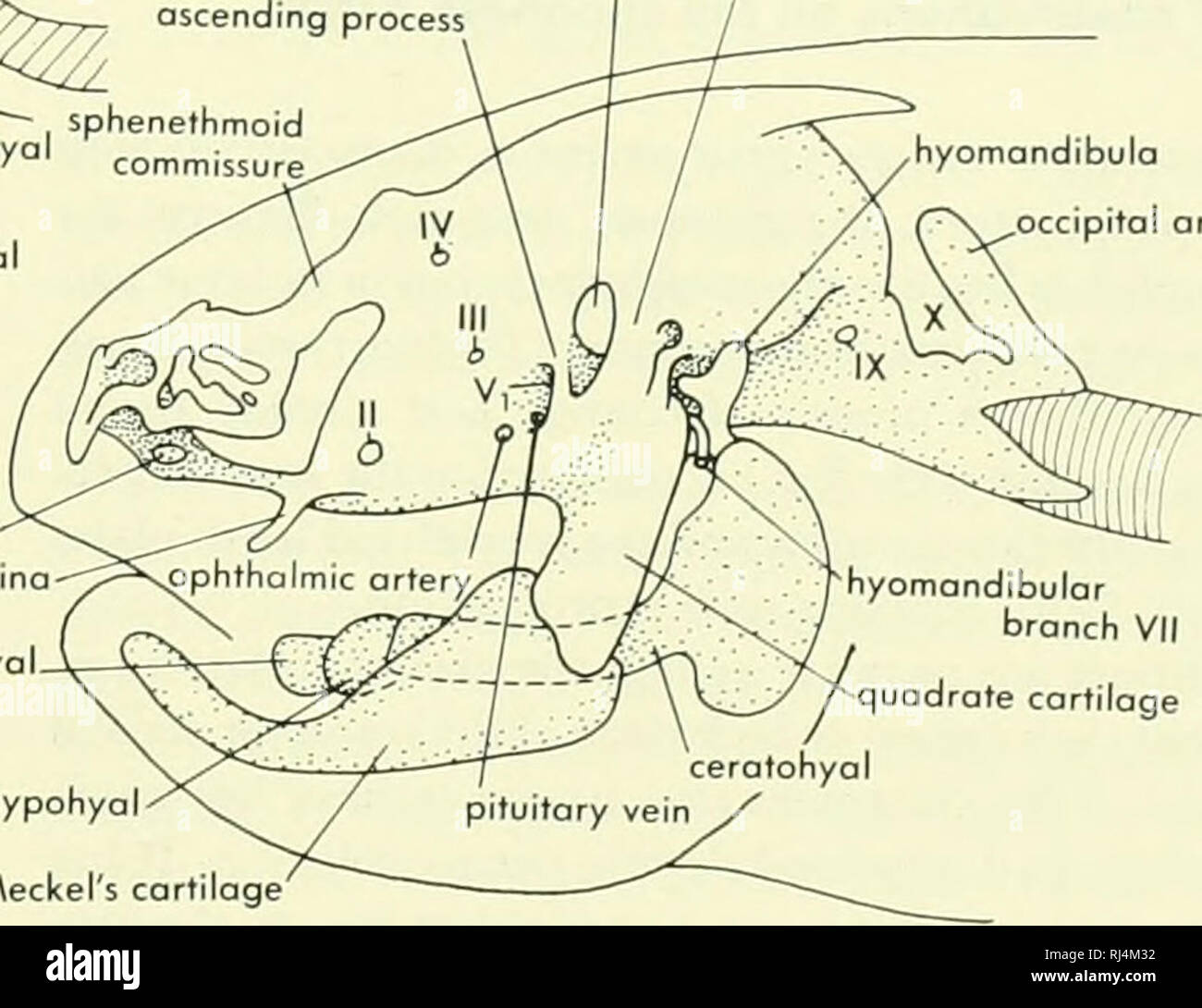 . Chordate morphology. Morphology (Animals); Chordata. otic process of ...