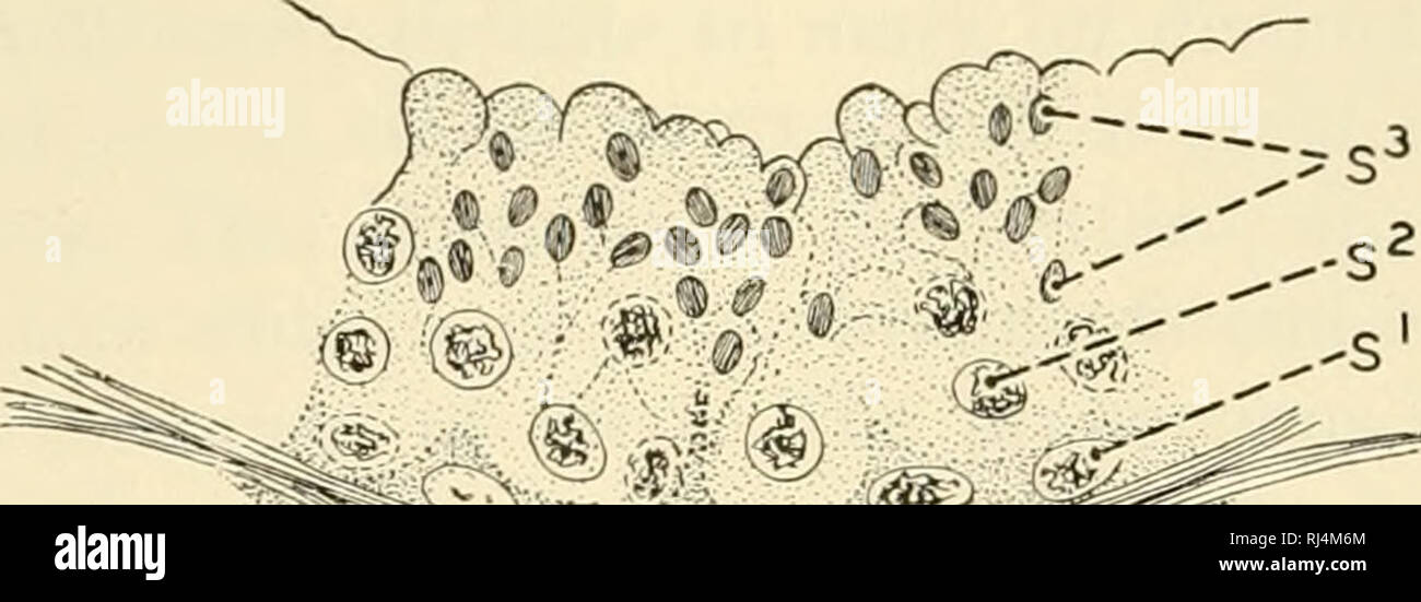 Histology testis hi-res stock photography and images - Alamy