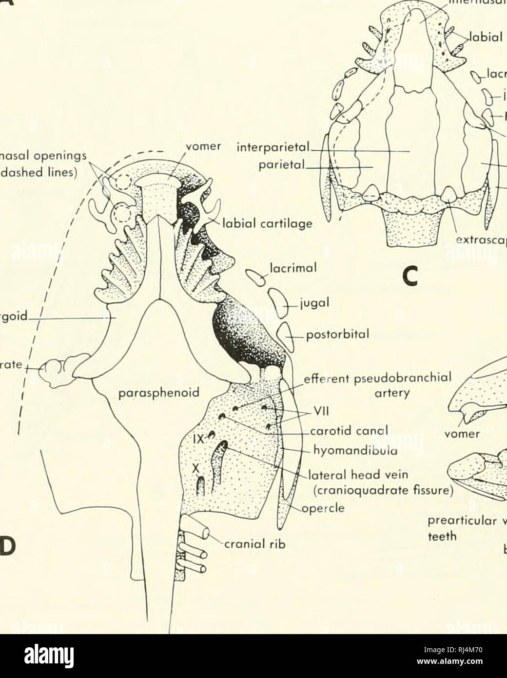 Labial artery hi-res stock photography and images - Alamy