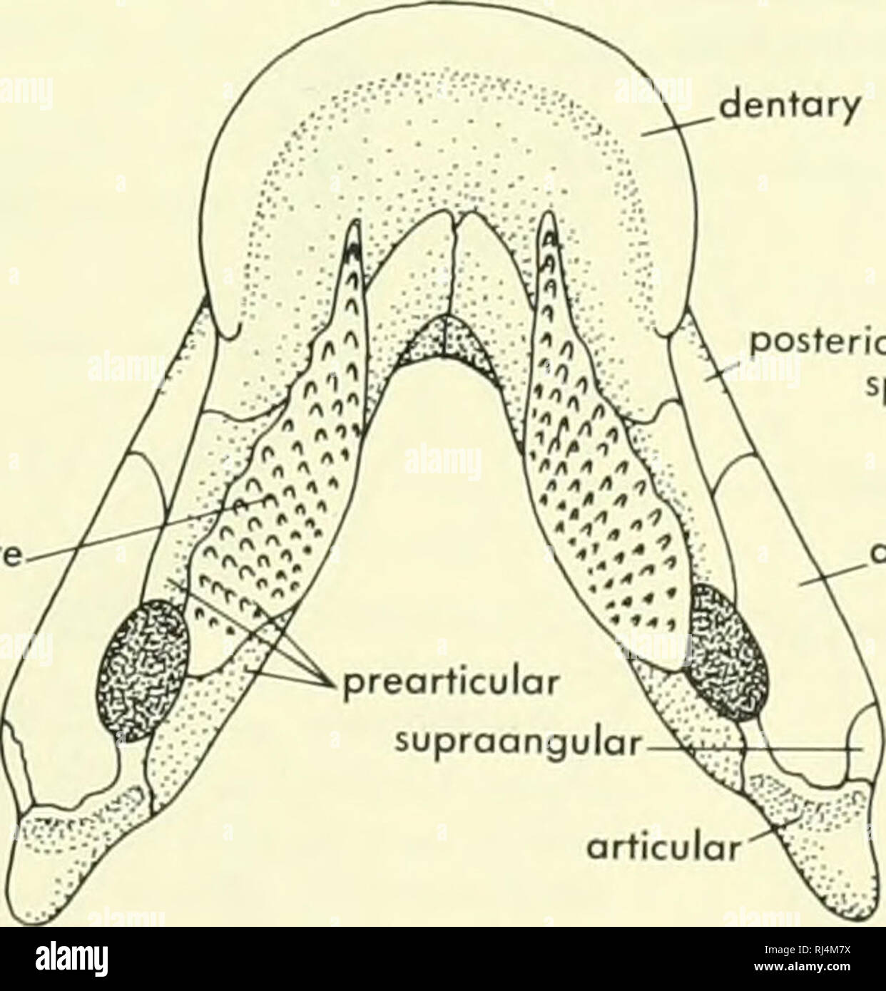 . Chordate morphology. Morphology (Animals); Chordata. ramen magnum ...