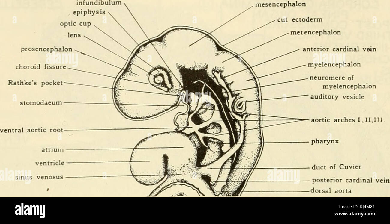. The chordates. Chordata. 226 Basic Structure of Vertebrates. Fig. 192 ...