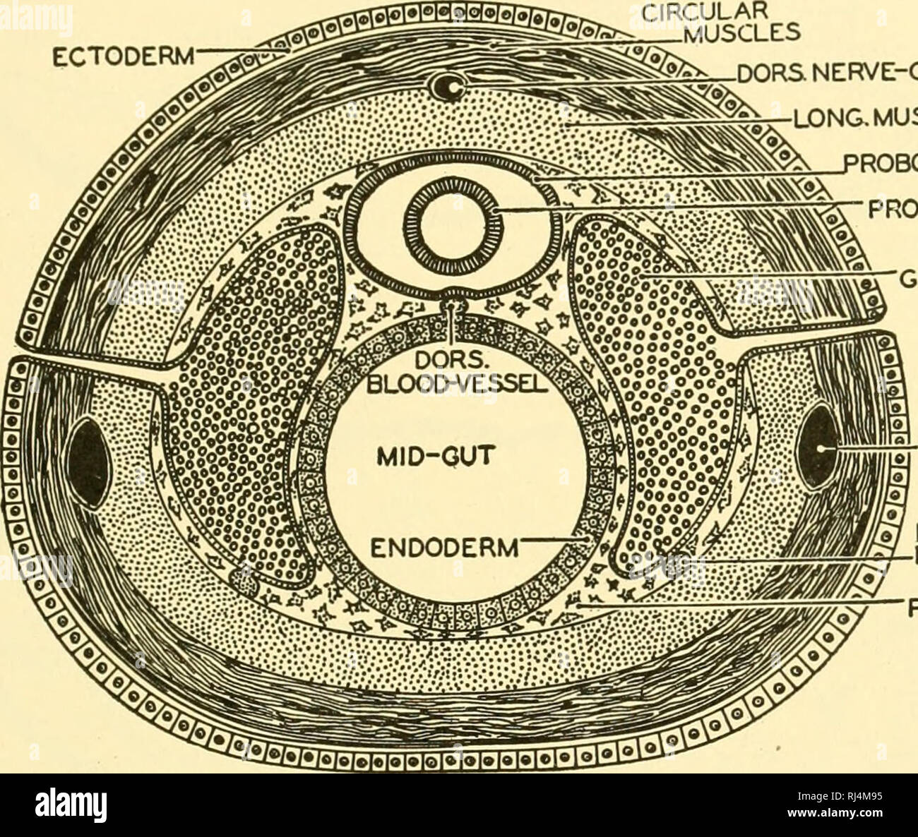. Chordate anatomy. Chordata; Anatomy, Comparative. THE UROGENITAL ...
