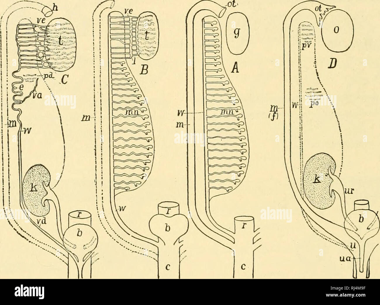 Nephros hi-res stock photography and images - Alamy