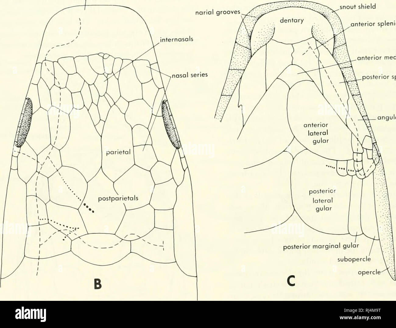 . Chordate morphology. Morphology (Animals); Chordata. dentary angular ...