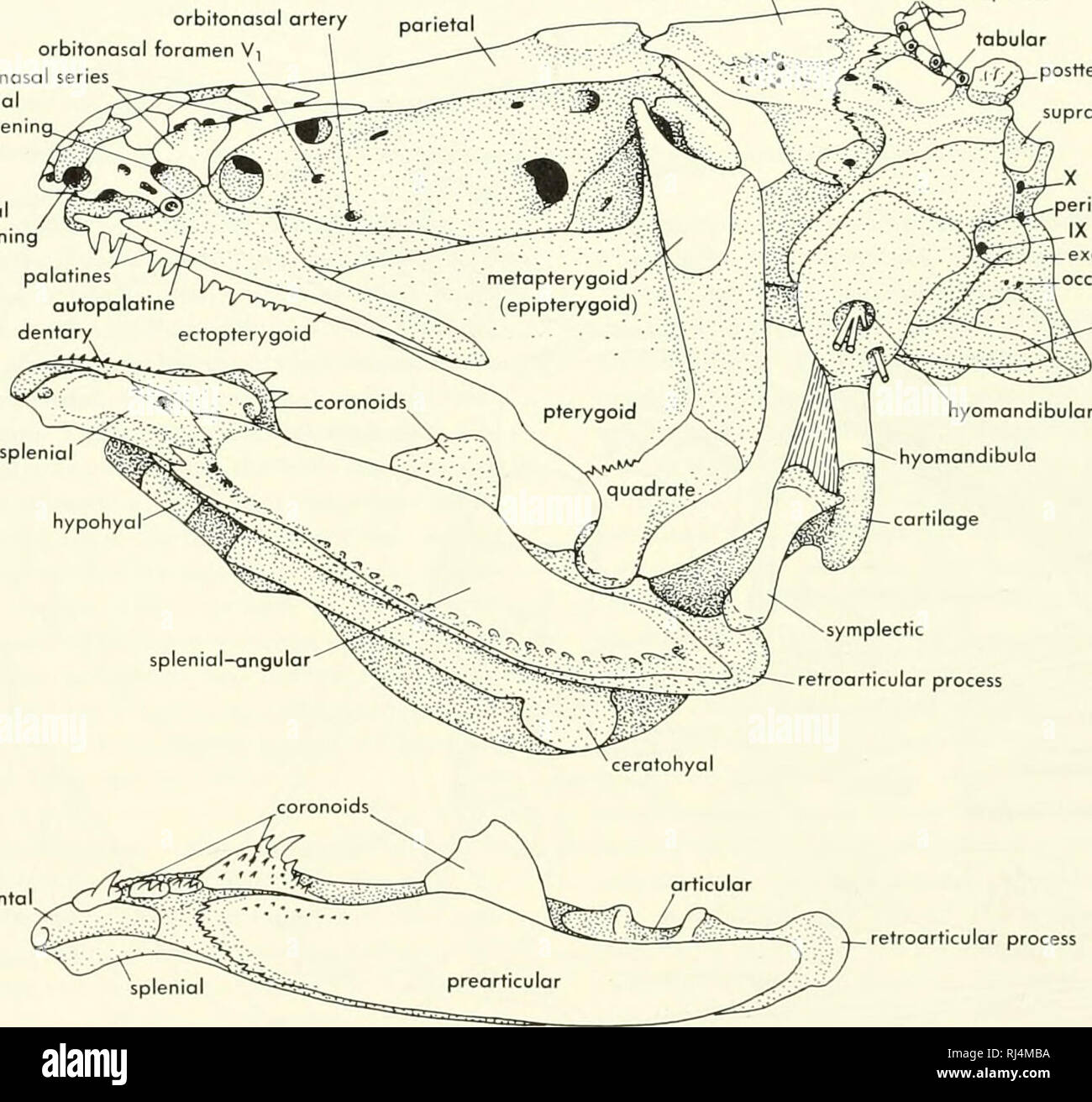 . Chordate morphology. Morphology (Animals); Chordata. internal carotid ...