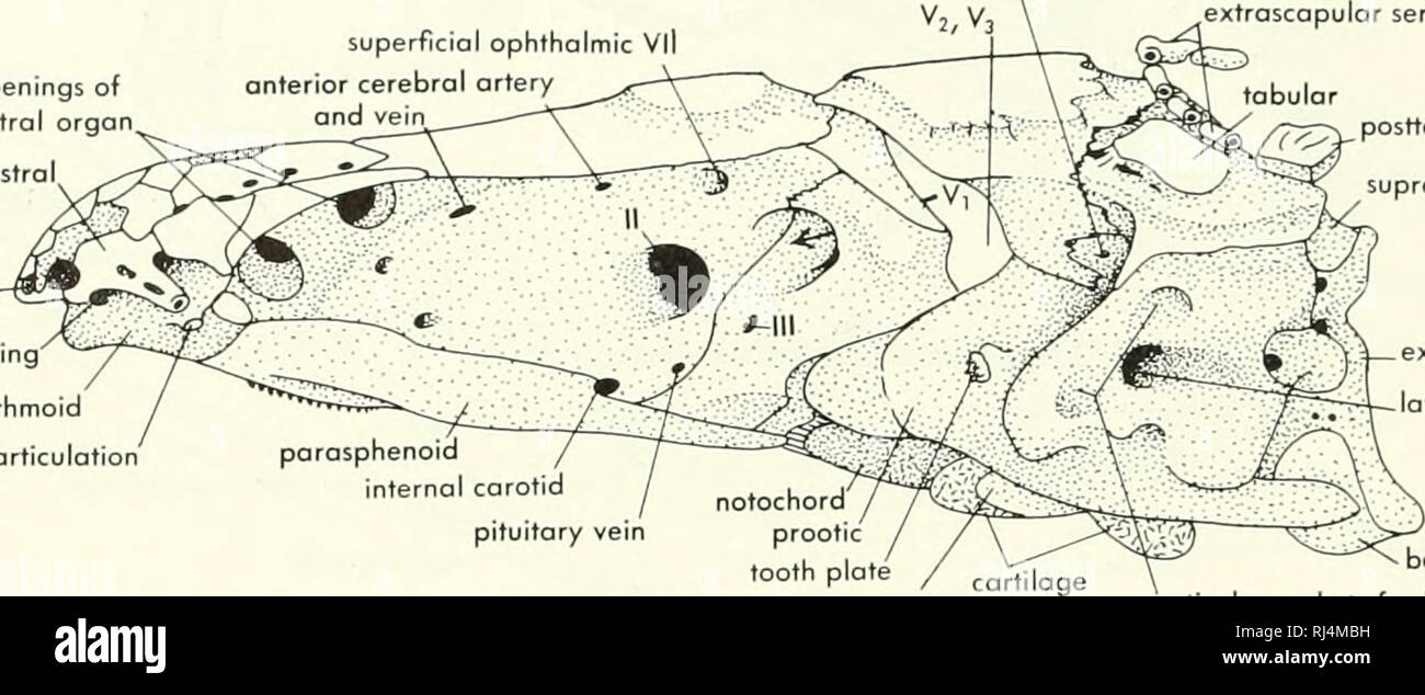 . Chordate morphology. Morphology (Animals); Chordata. irregular bones ...