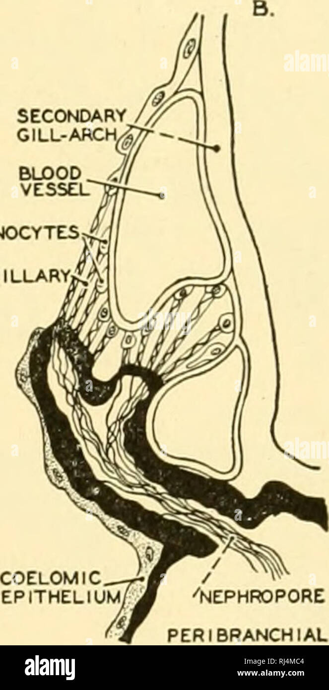 . Chordate anatomy. Chordata; Anatomy, Comparative. ,„ DORSAL -ia'AORTA ...