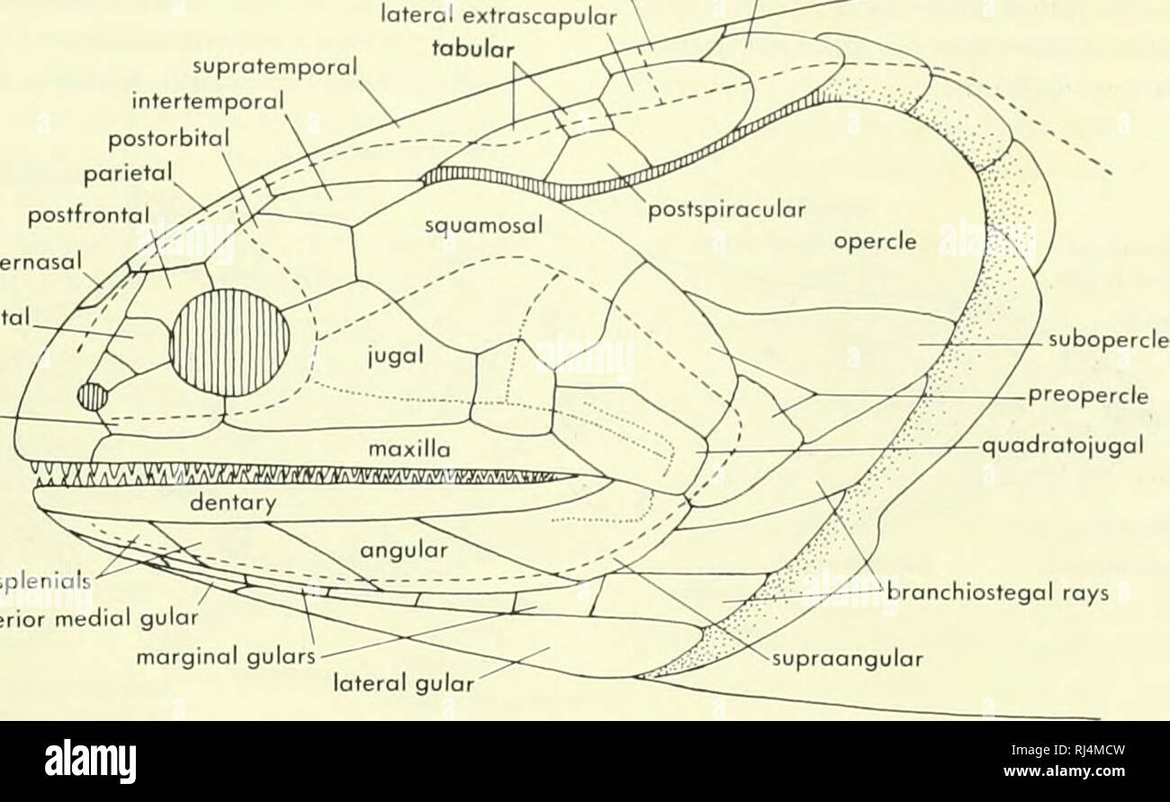 . Chordate morphology. Morphology (Animals); Chordata. supratemporal ...