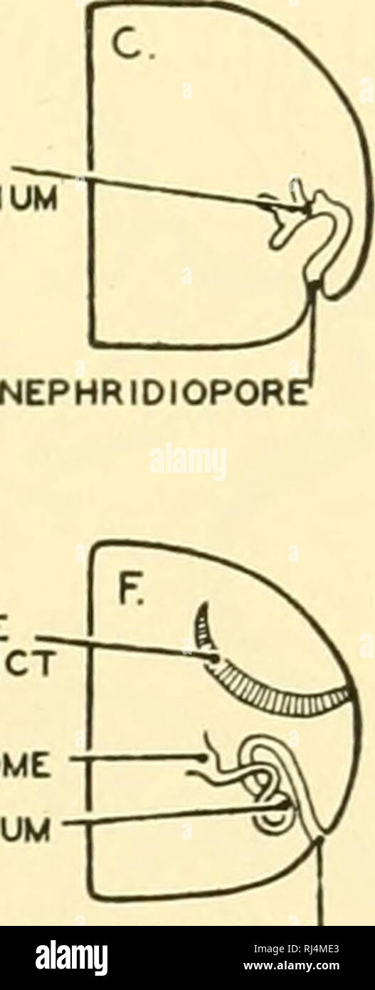 Nephridium hi-res stock photography and images - Alamy