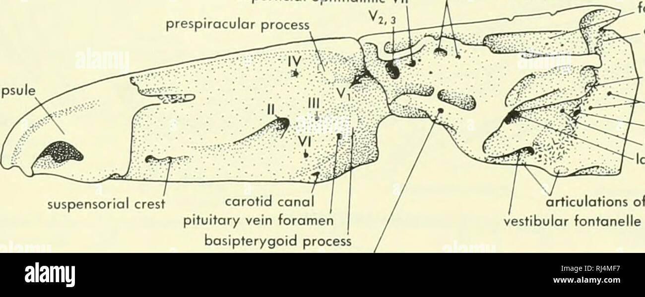 . Chordate morphology. Morphology (Animals); Chordata. Midway along its ...