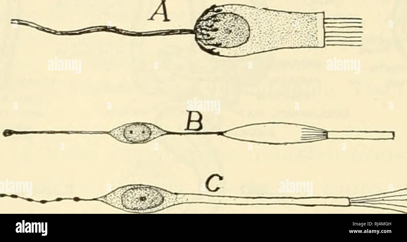 . The chordates. Chordata. 210 Basic Structure of Vertebrates is a ...