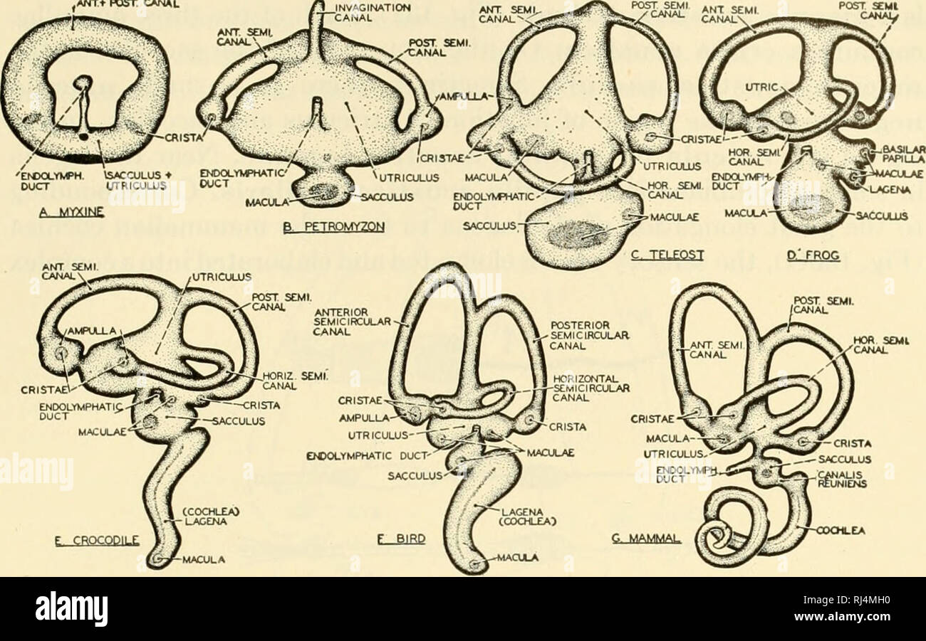 . The chordates. Chordata. Integrative Systems 209. Fig. 180. The left ...