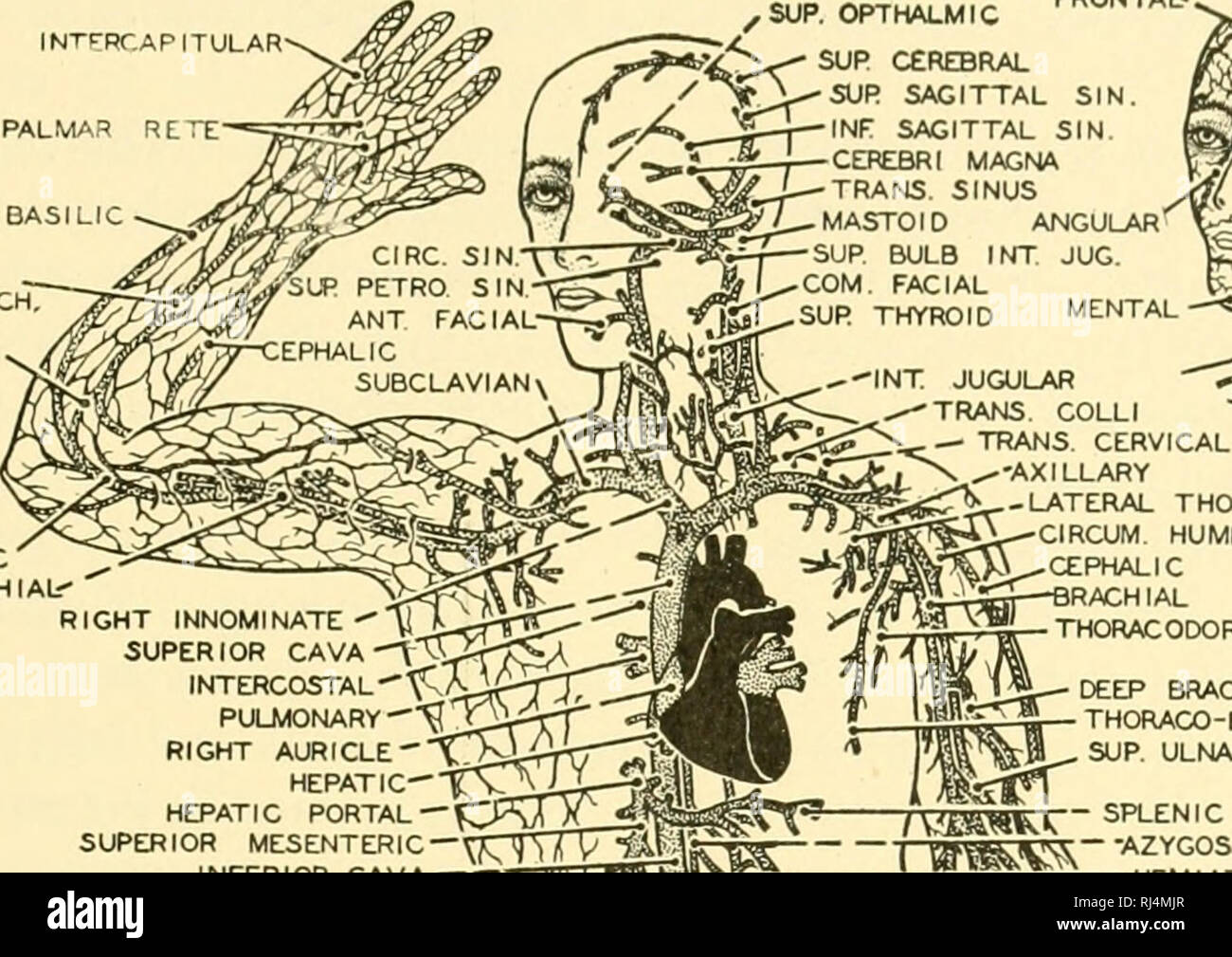 . Chordate anatomy. Chordata; Anatomy, Comparative. THE VASCULAR SYSTEM ...