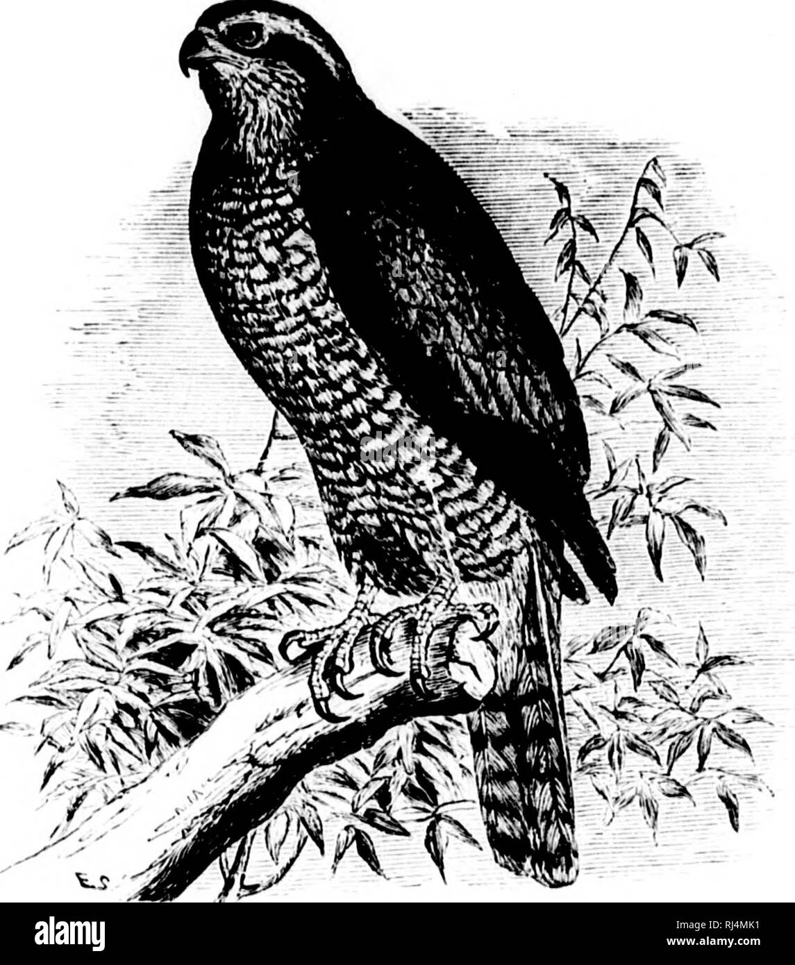 Hex a d hi-res stock photography and images - Alamy