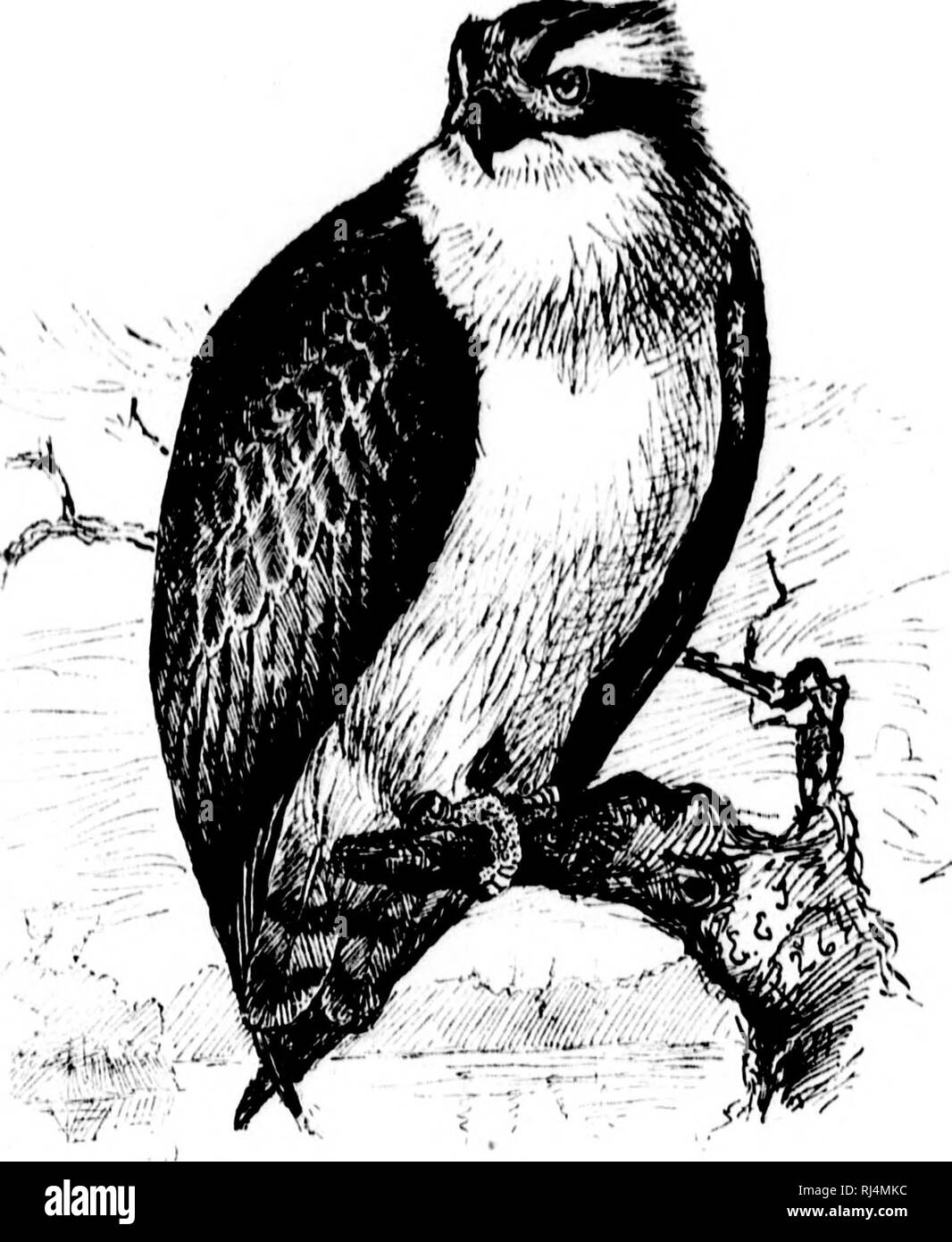 Large tipi hi-res stock photography and images - Alamy