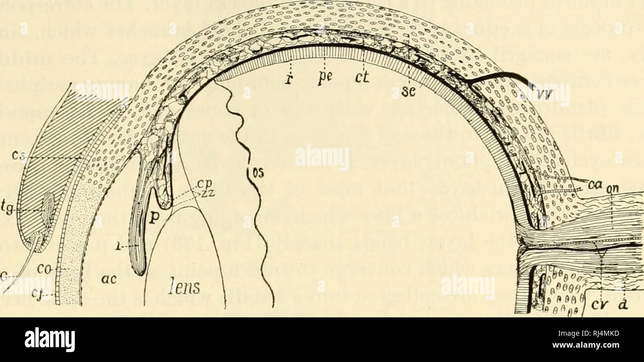 Conjunctival sac hi-res stock photography and images - Alamy
