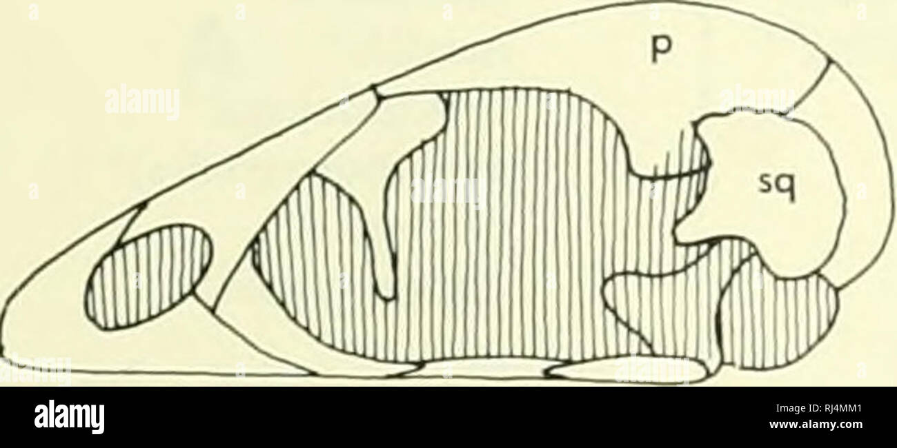 Diapsid hi-res stock photography and images - Alamy