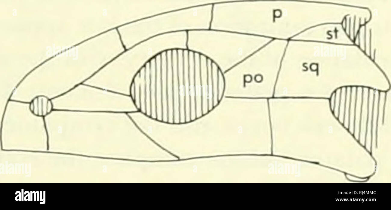 Anapsid hi-res stock photography and images - Alamy