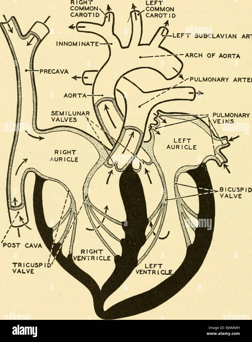 Pulmonary Veins Diagram