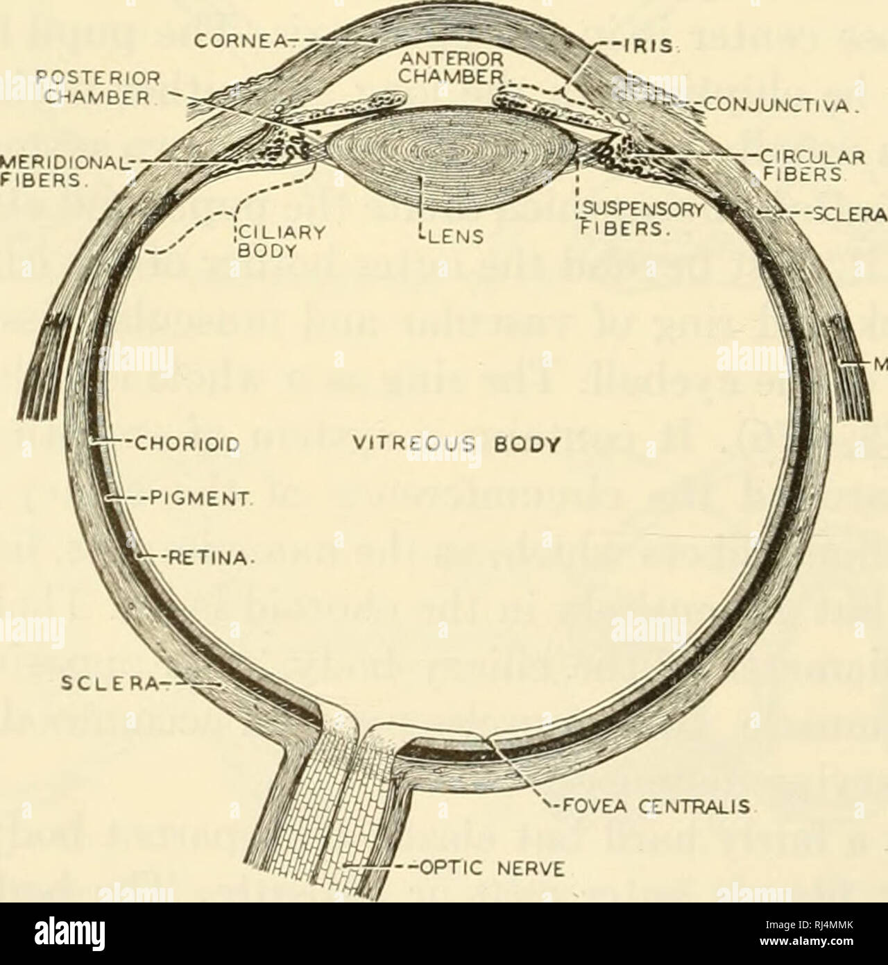 Optic Chiasma Stock Photos & Optic Chiasma Stock Images - Alamy