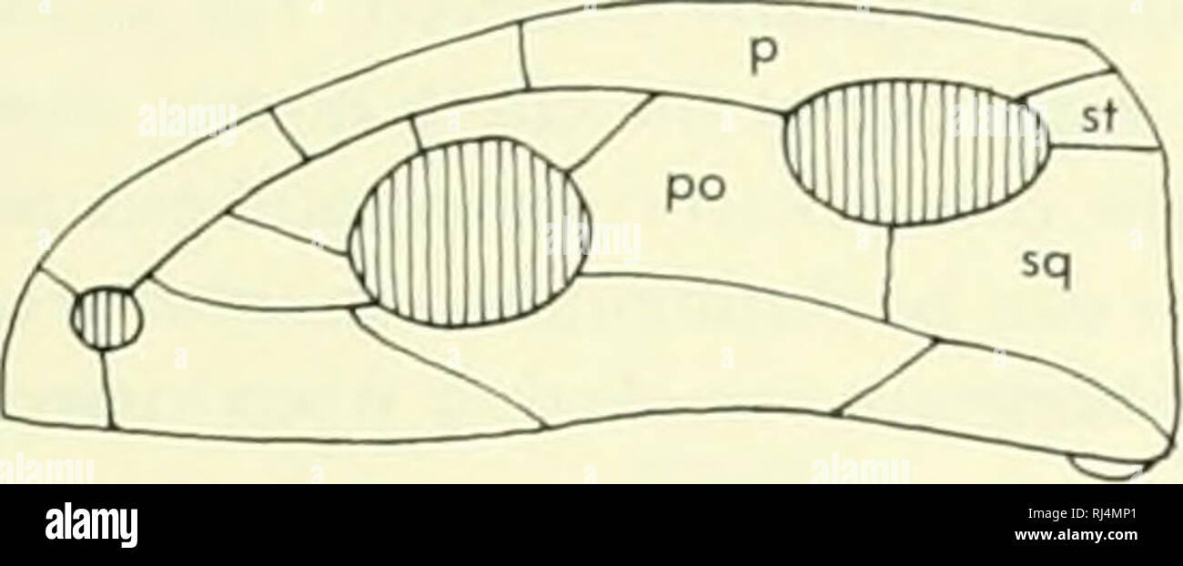 Parapsid hi-res stock photography and images - Alamy
